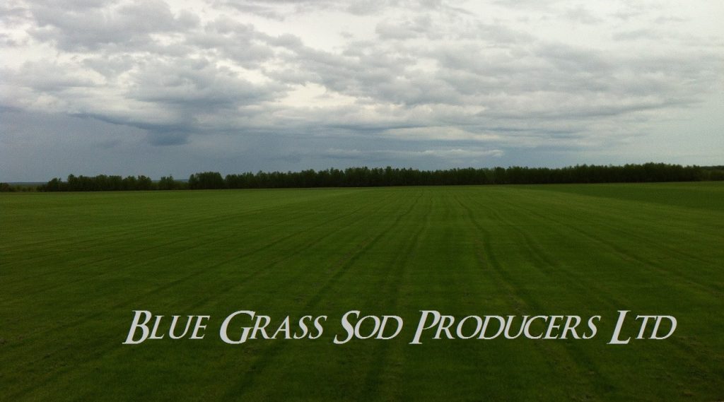 Photo Gallery – Blue Grass Sod Producer